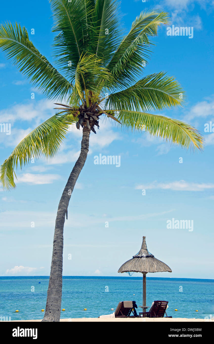 Coconut tree beach no people hi-res stock photography and images - Alamy