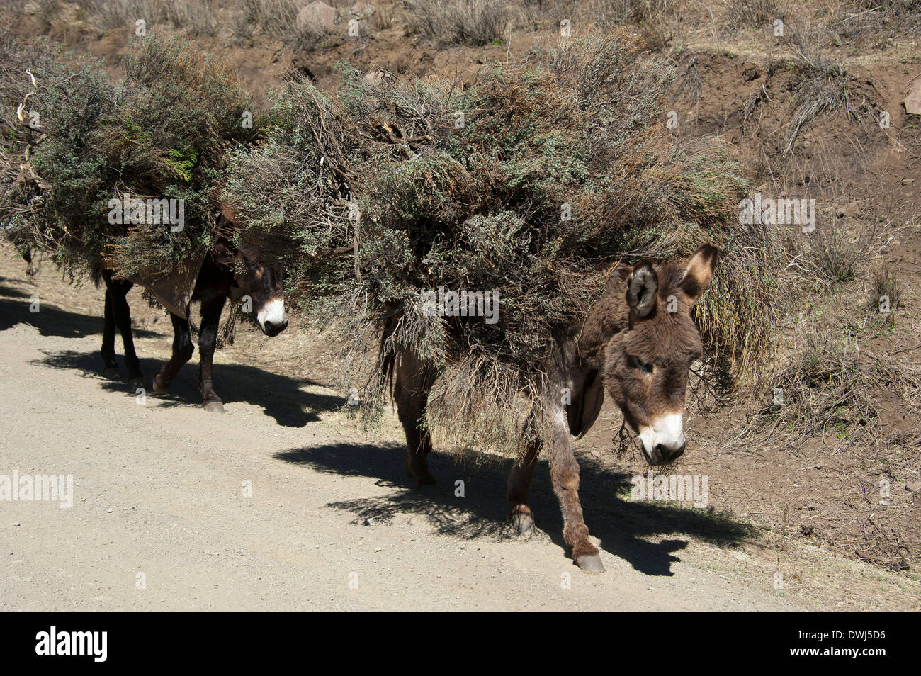 Pack donkeys hi-res stock photography and images - Alamy