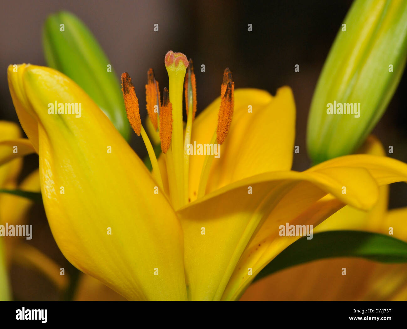 Lilium cultivar hi-res stock photography and images - Alamy