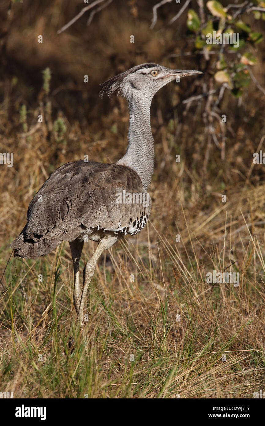 A Kori Bustard (Ardeotis kori) in Etosha National Park in Namibia Stock ...