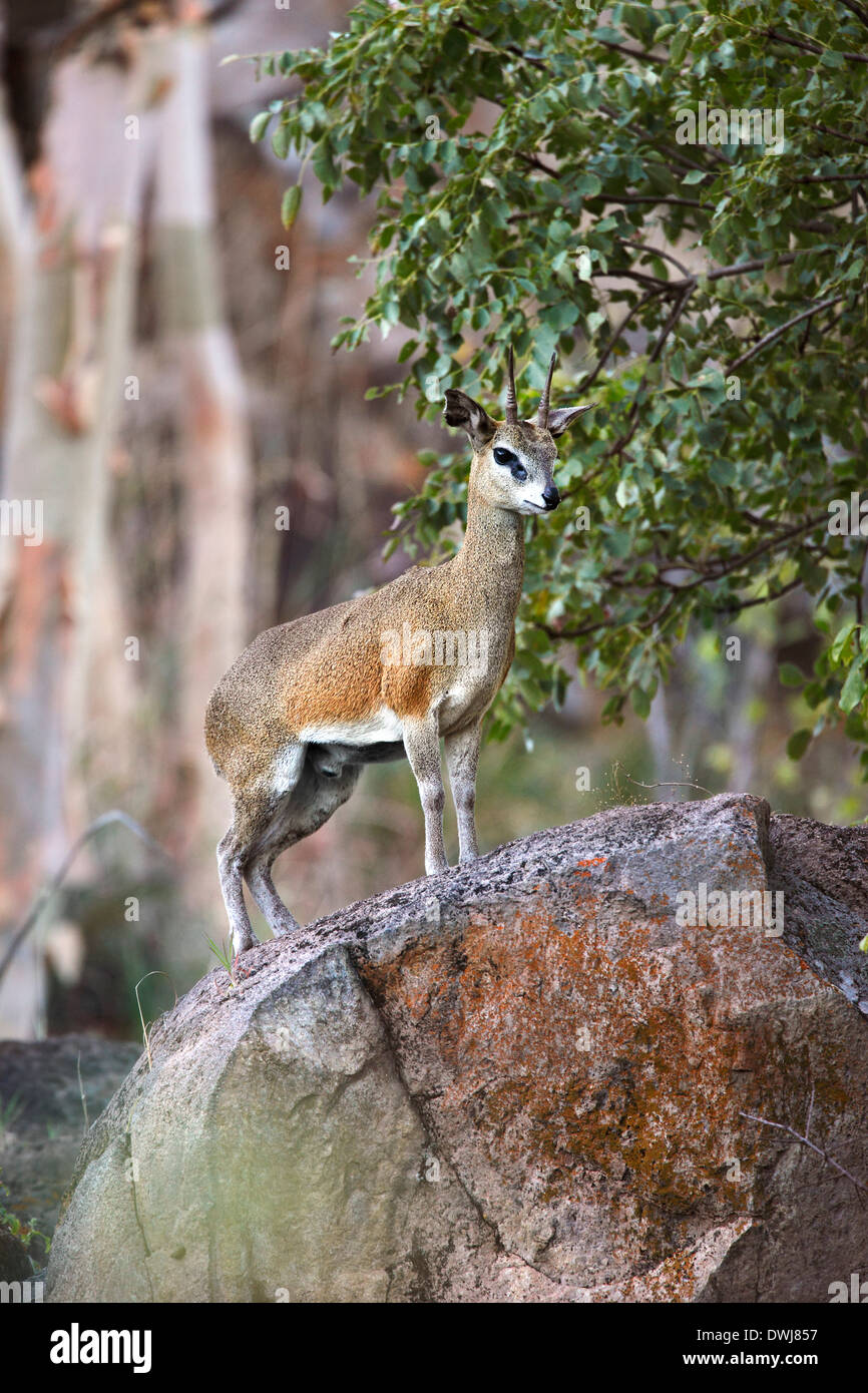 Steenbok (Raphicerus campestris) in Etosha National Park in Namibia ...