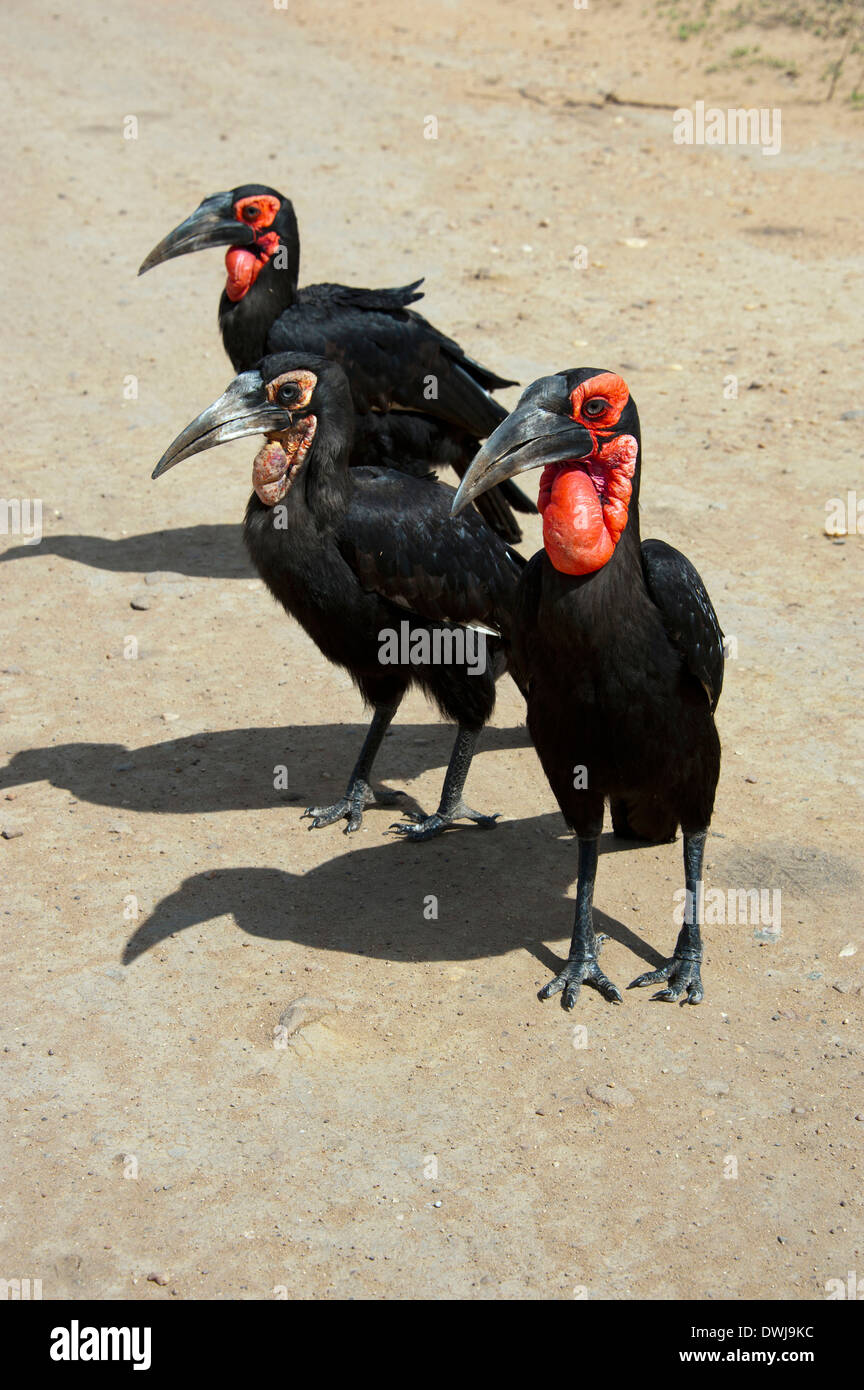 Southern Ground Hornbill Stock Photo - Alamy