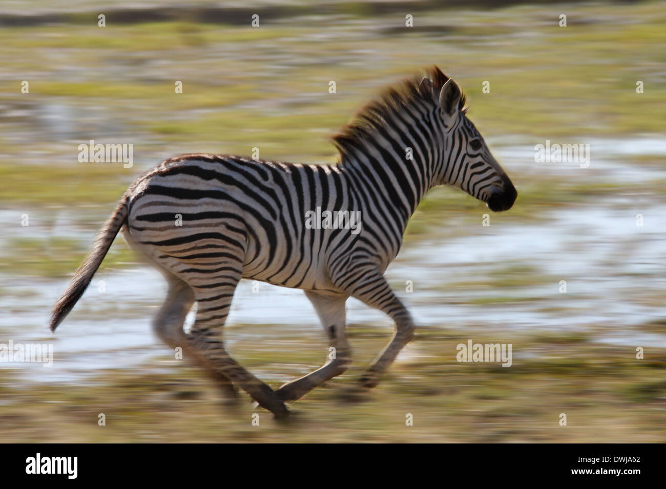 Zebra running hi-res stock photography and images - Alamy