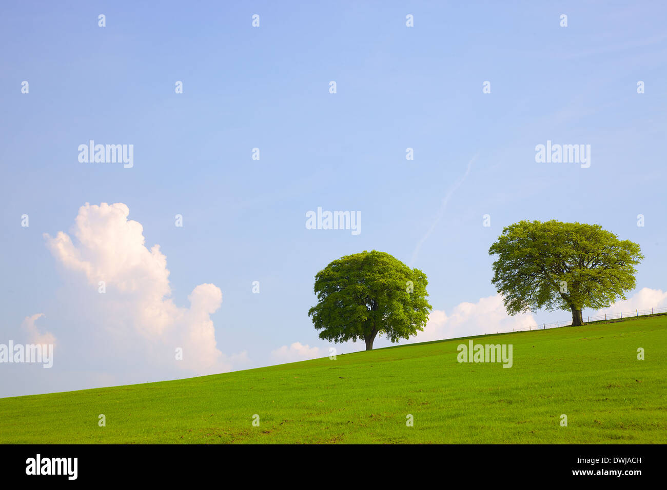 Hill two trees hi-res stock photography and images - Alamy