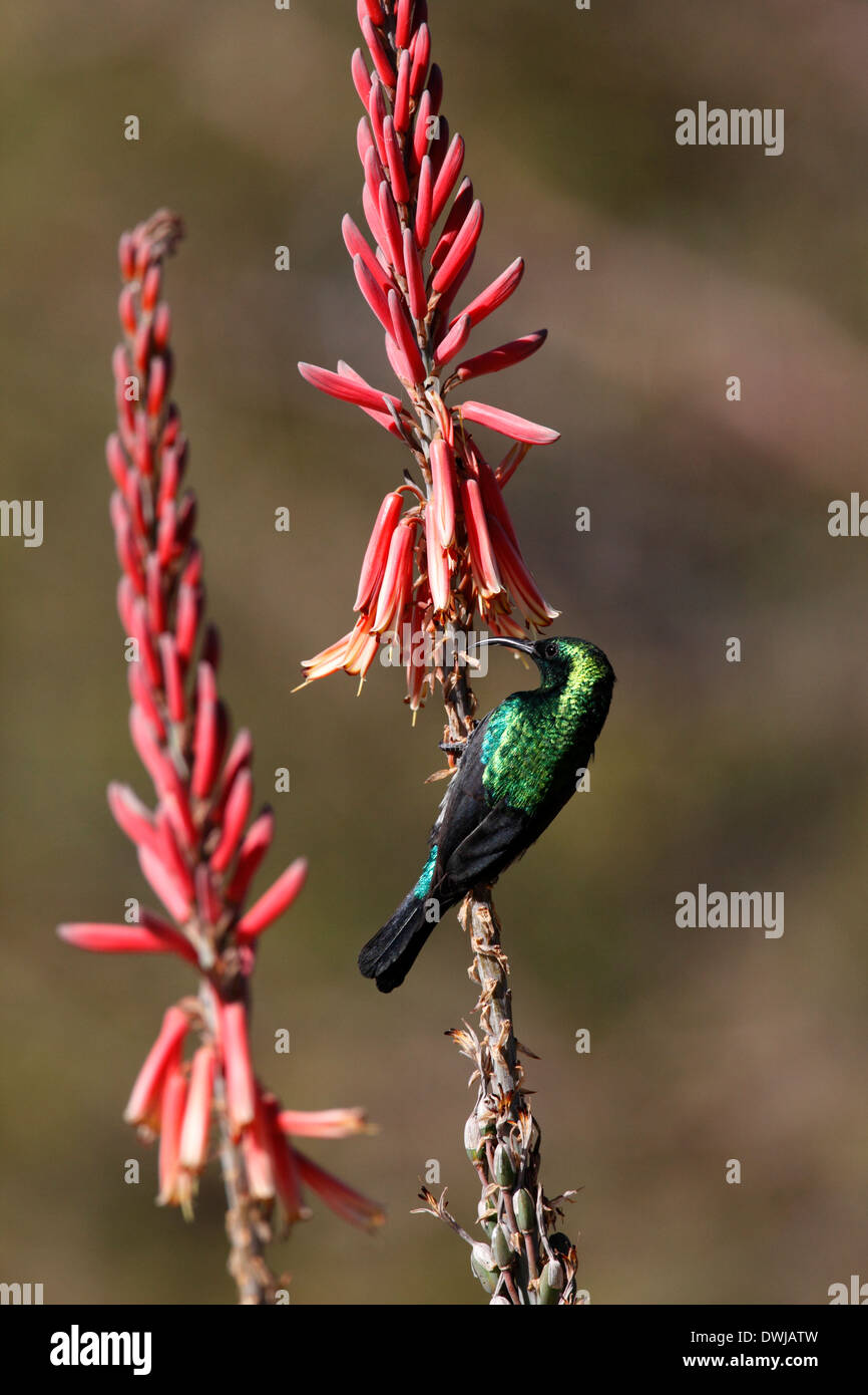 Birds of namibia hi-res stock photography and images - Alamy