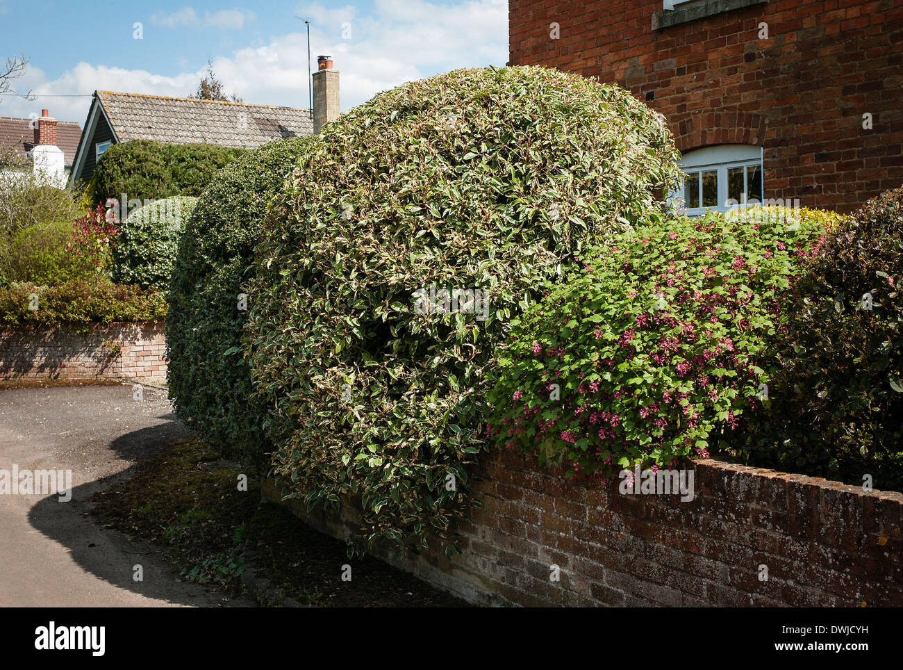 Shaped shrubs hi-res stock photography and images - Alamy