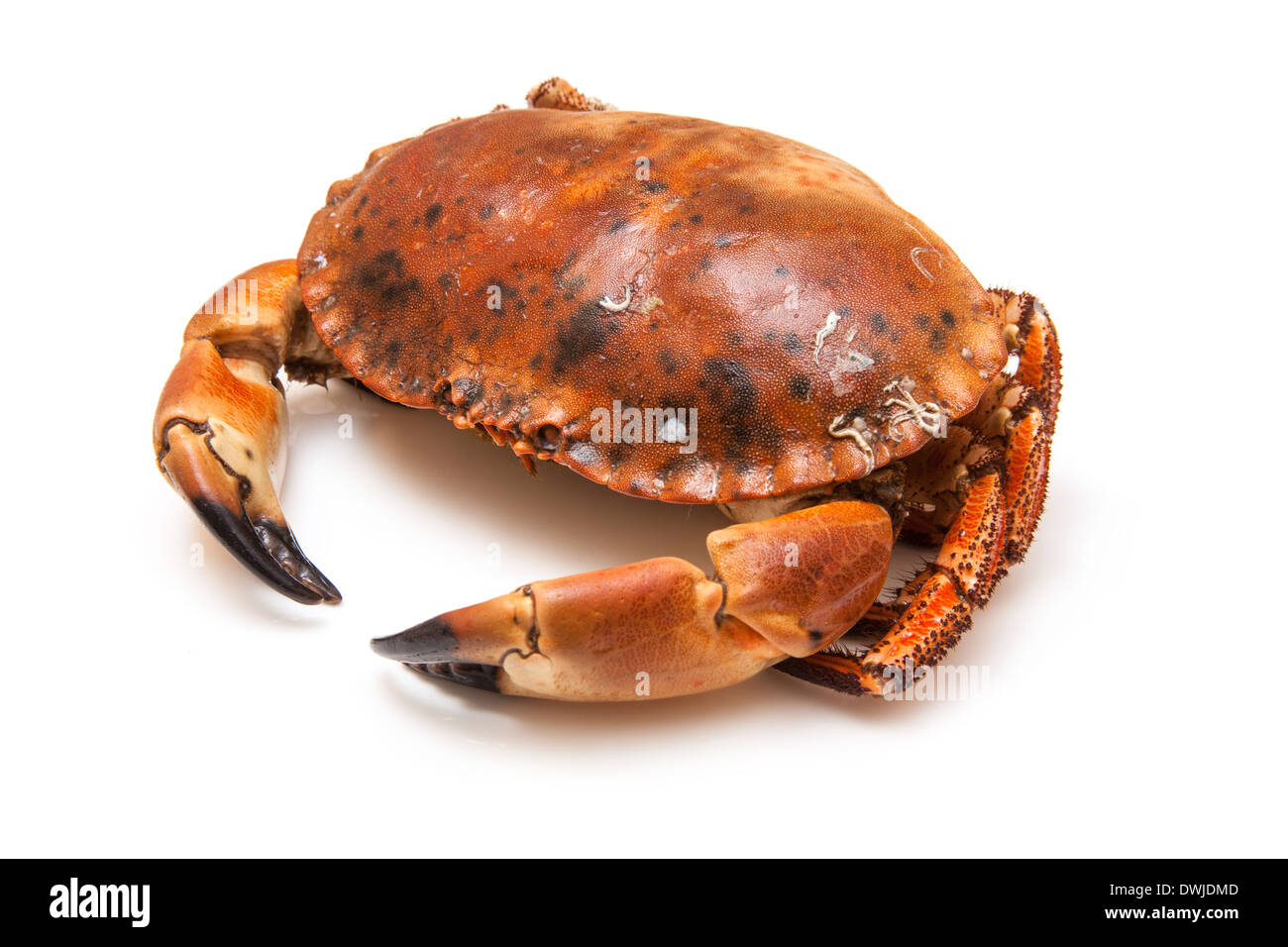 Cooked brown crab isolated on a white studio background Stock Photo - Alamy