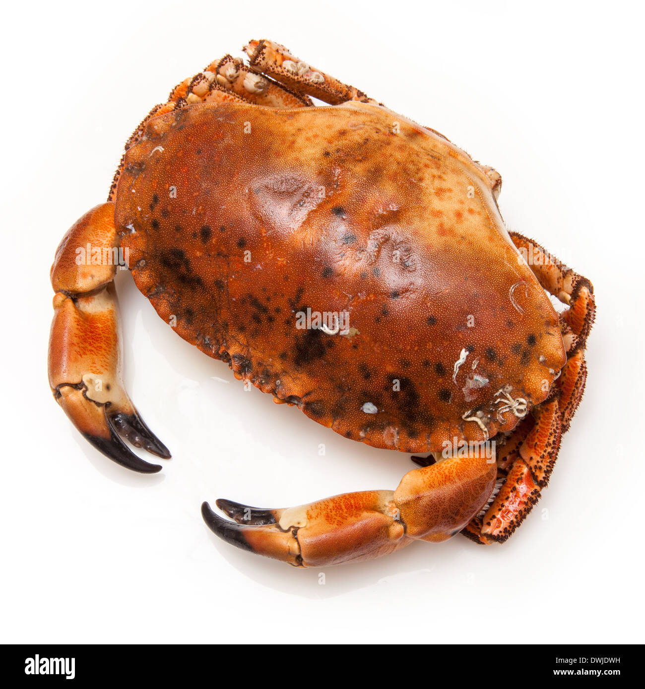 Cooked brown crab isolated on a white studio background Stock Photo - Alamy