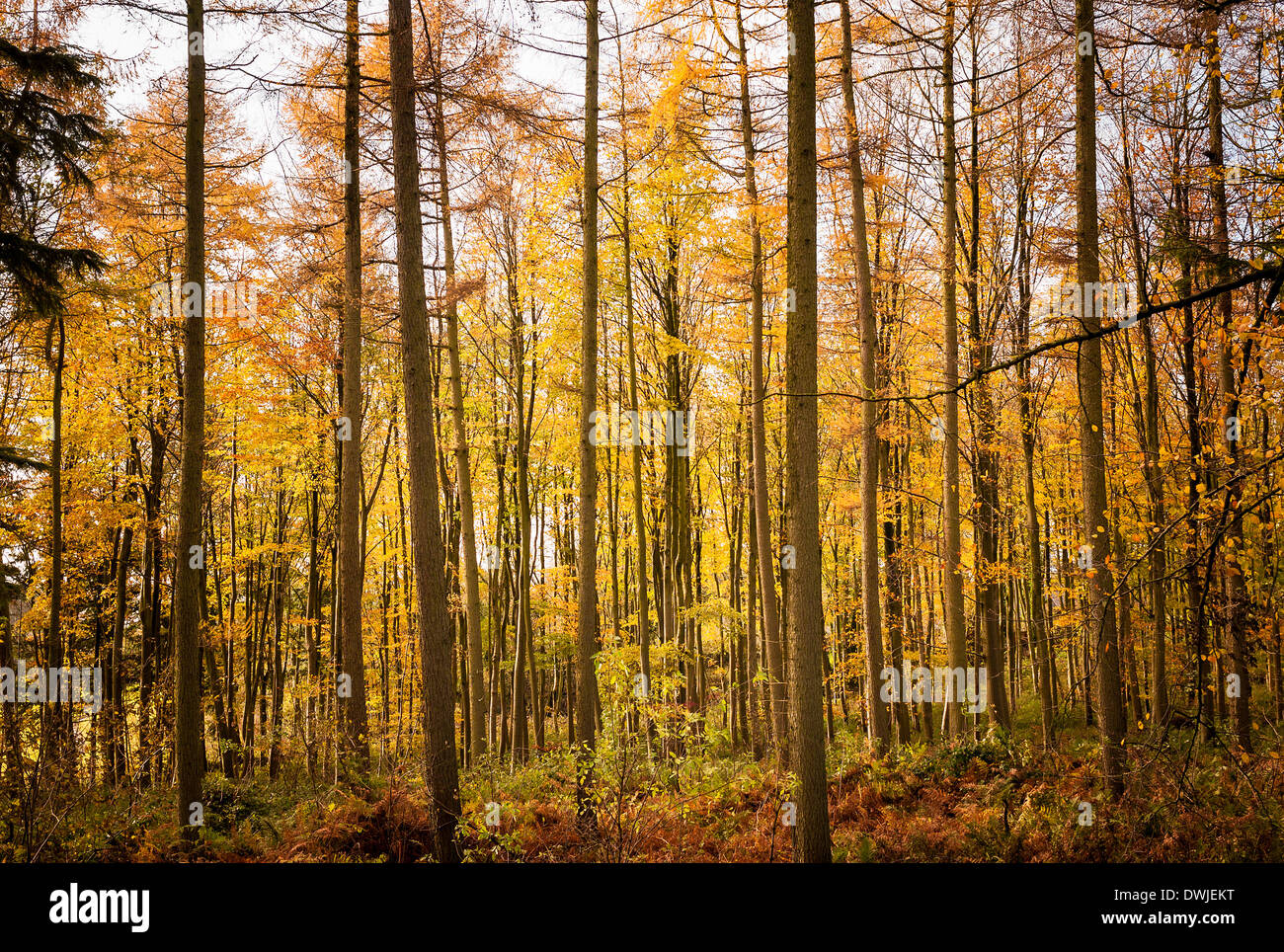 Larch wood in autumn UK Stock Photo - Alamy