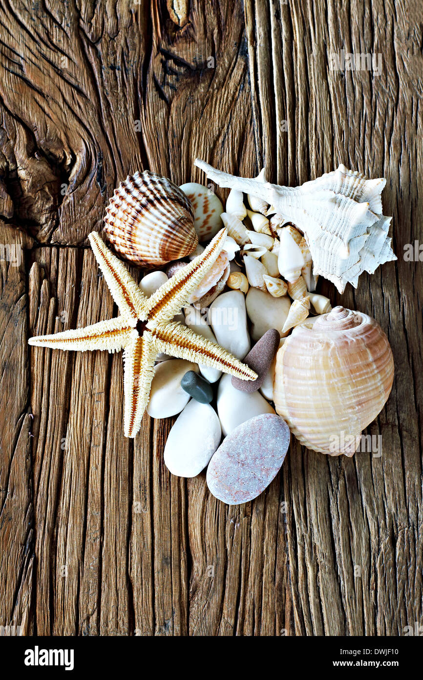 Starfish collection hi-res stock photography and images - Alamy