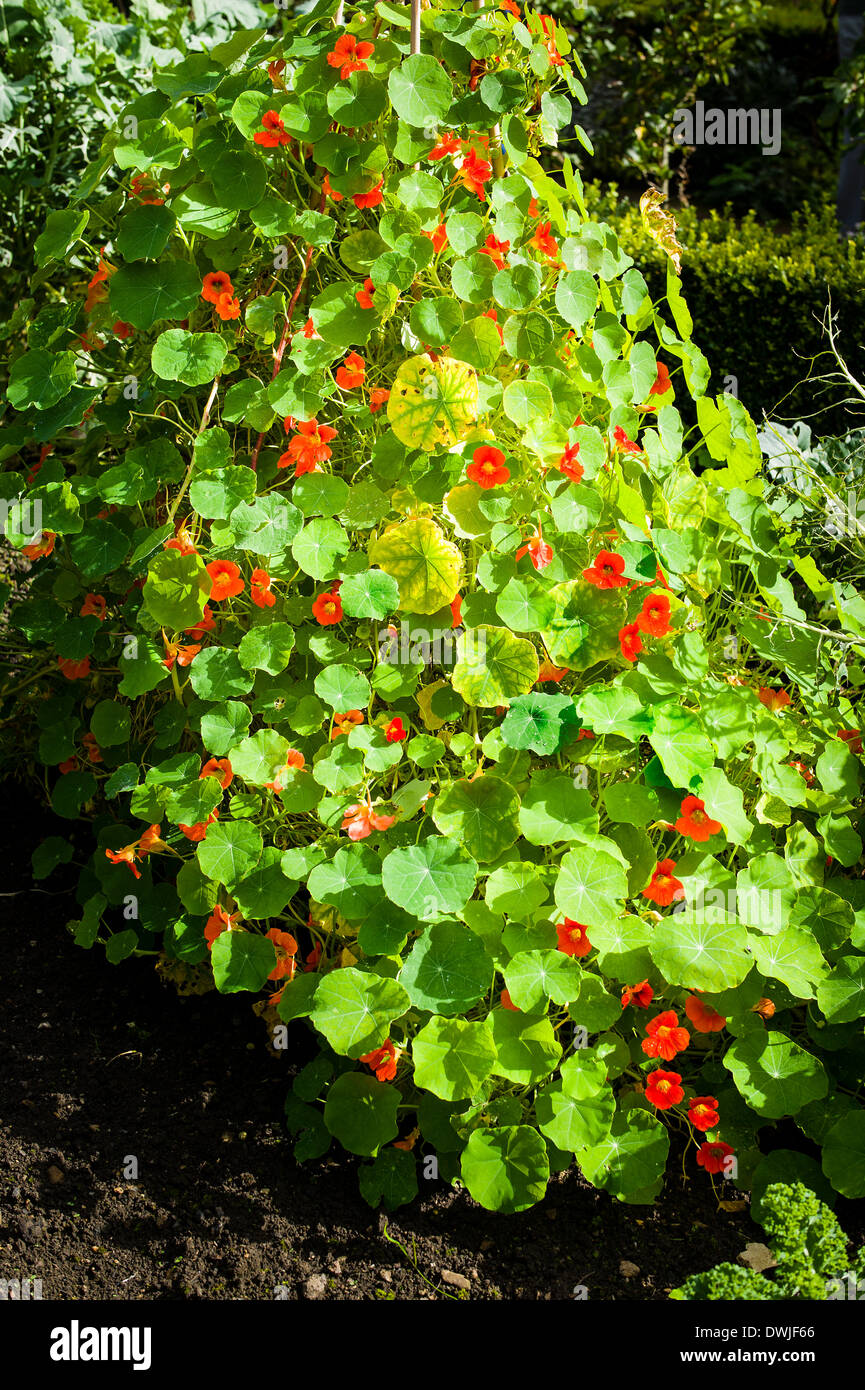 Nasturtiums growing up canes in vegetable garden Stock Photo - Alamy