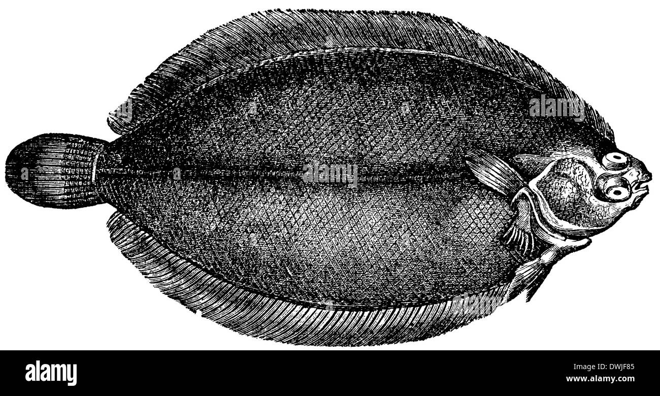 Plaice fish Black and White Stock Photos & Images - Alamy