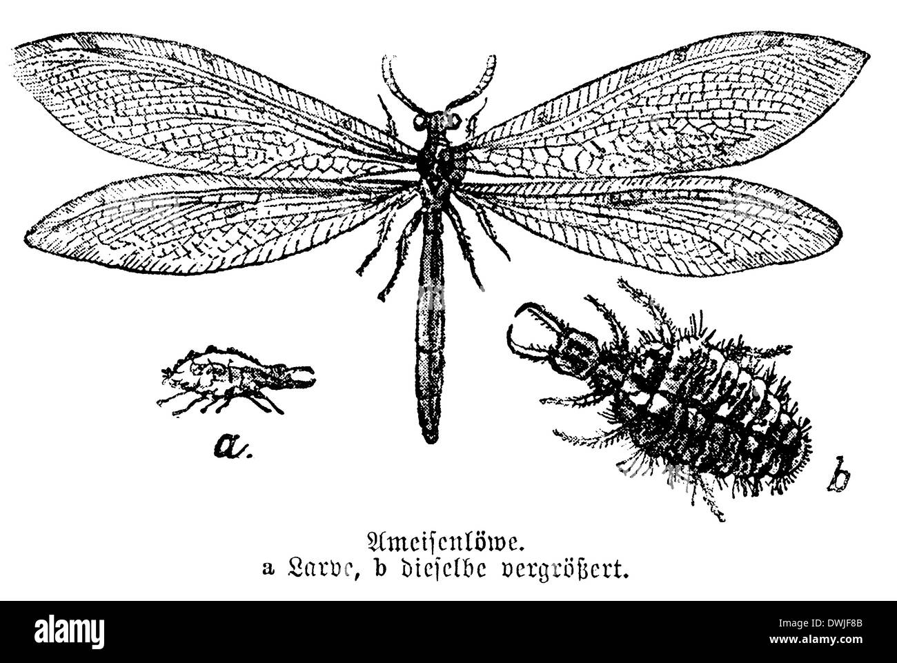 Ant lion, antlion Stock Photo - Alamy