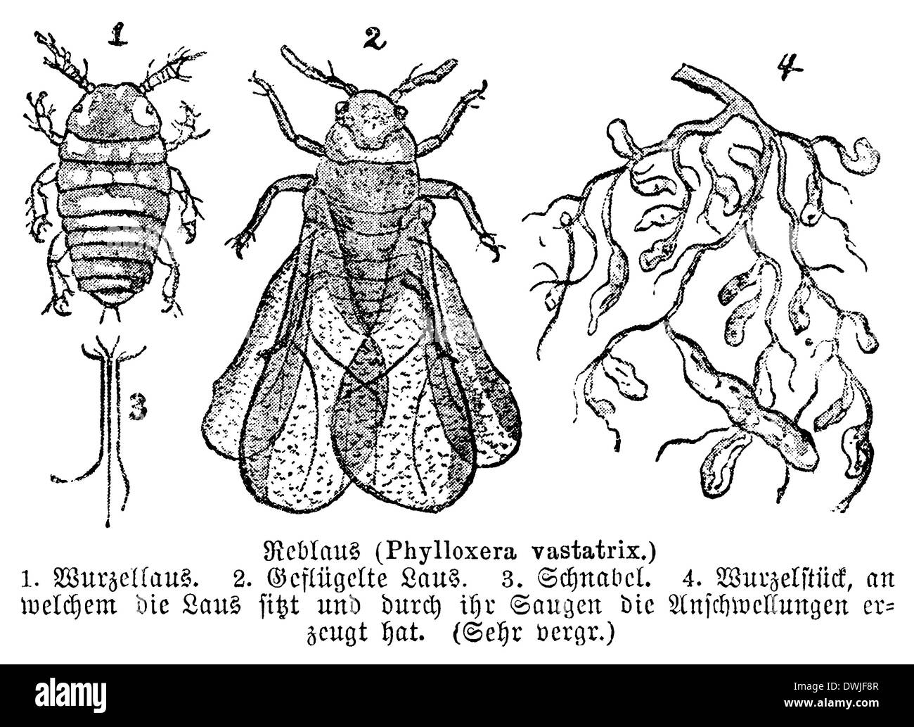 Phylloxera vastatrix hi-res stock photography and images - Alamy
