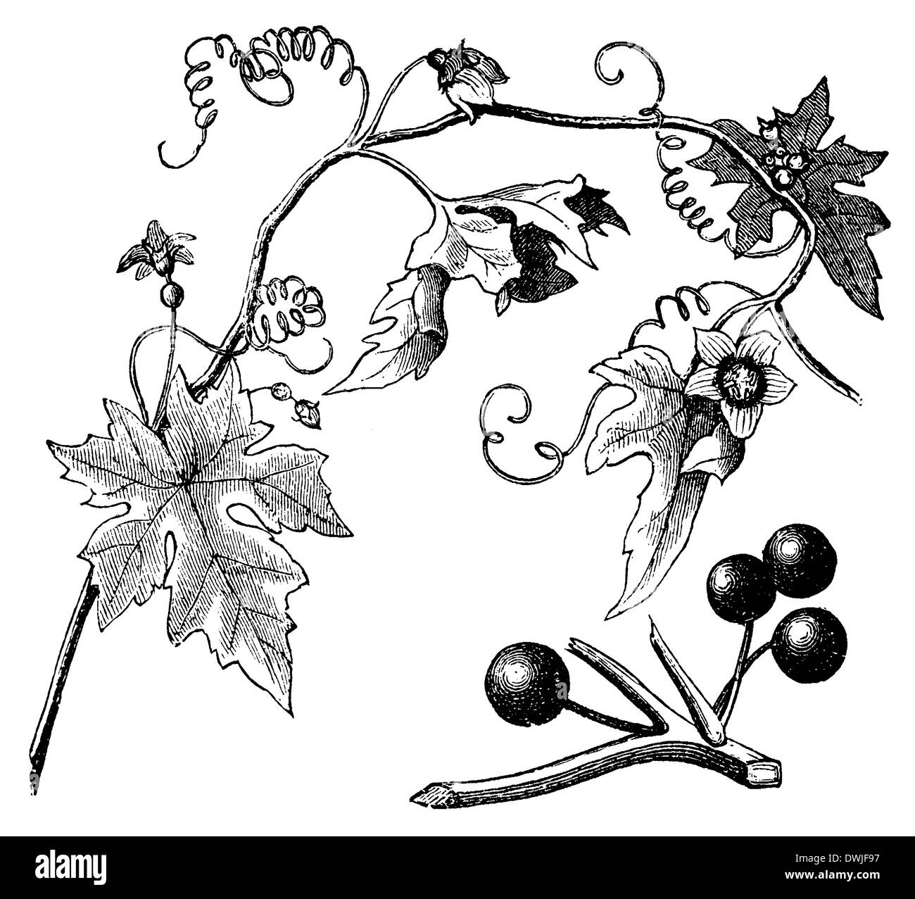 Bryonia alba drawing hi-res stock photography and images - Alamy