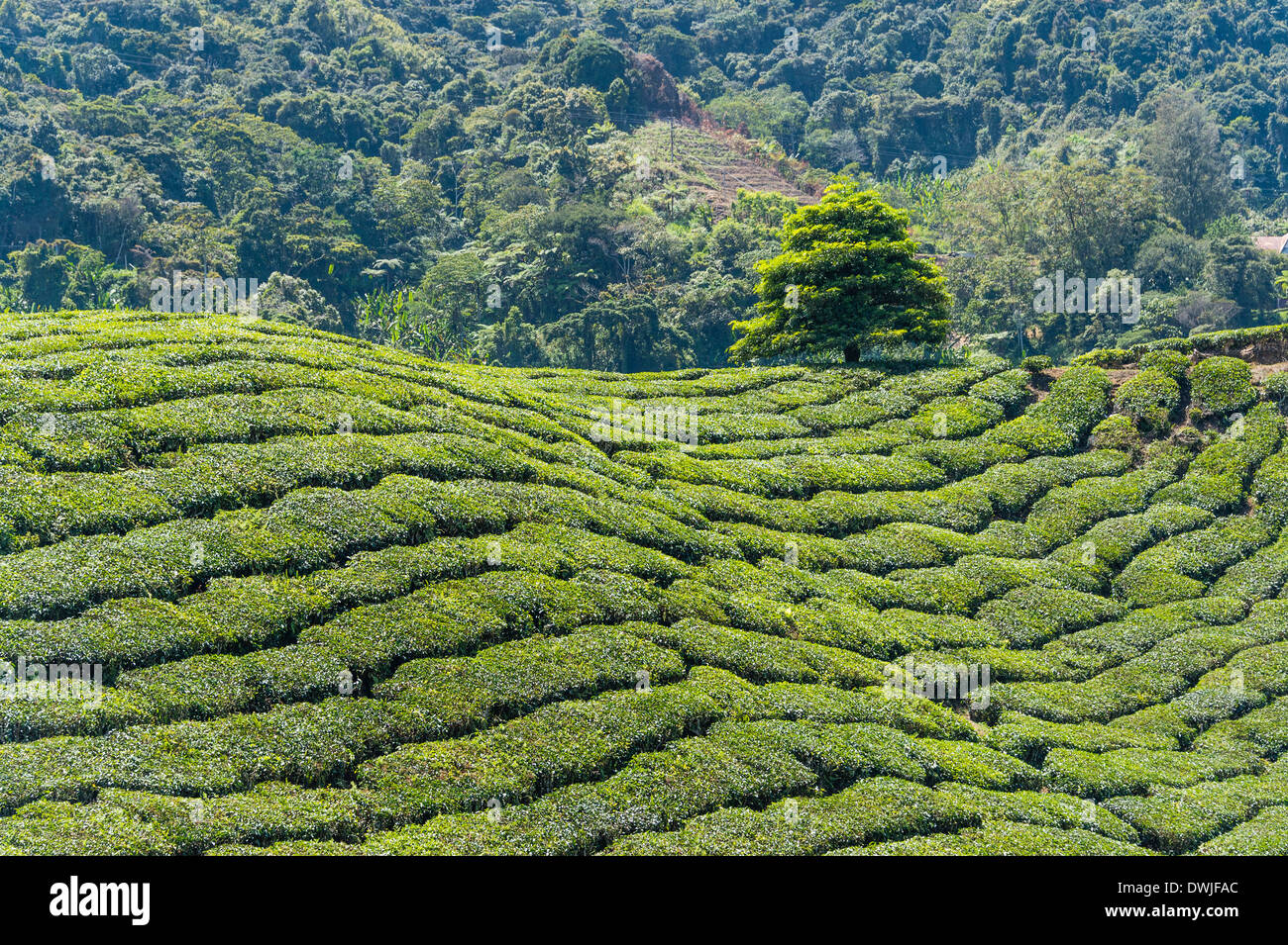 Boh tea plantation in cameron highlands hi-res stock photography and ...