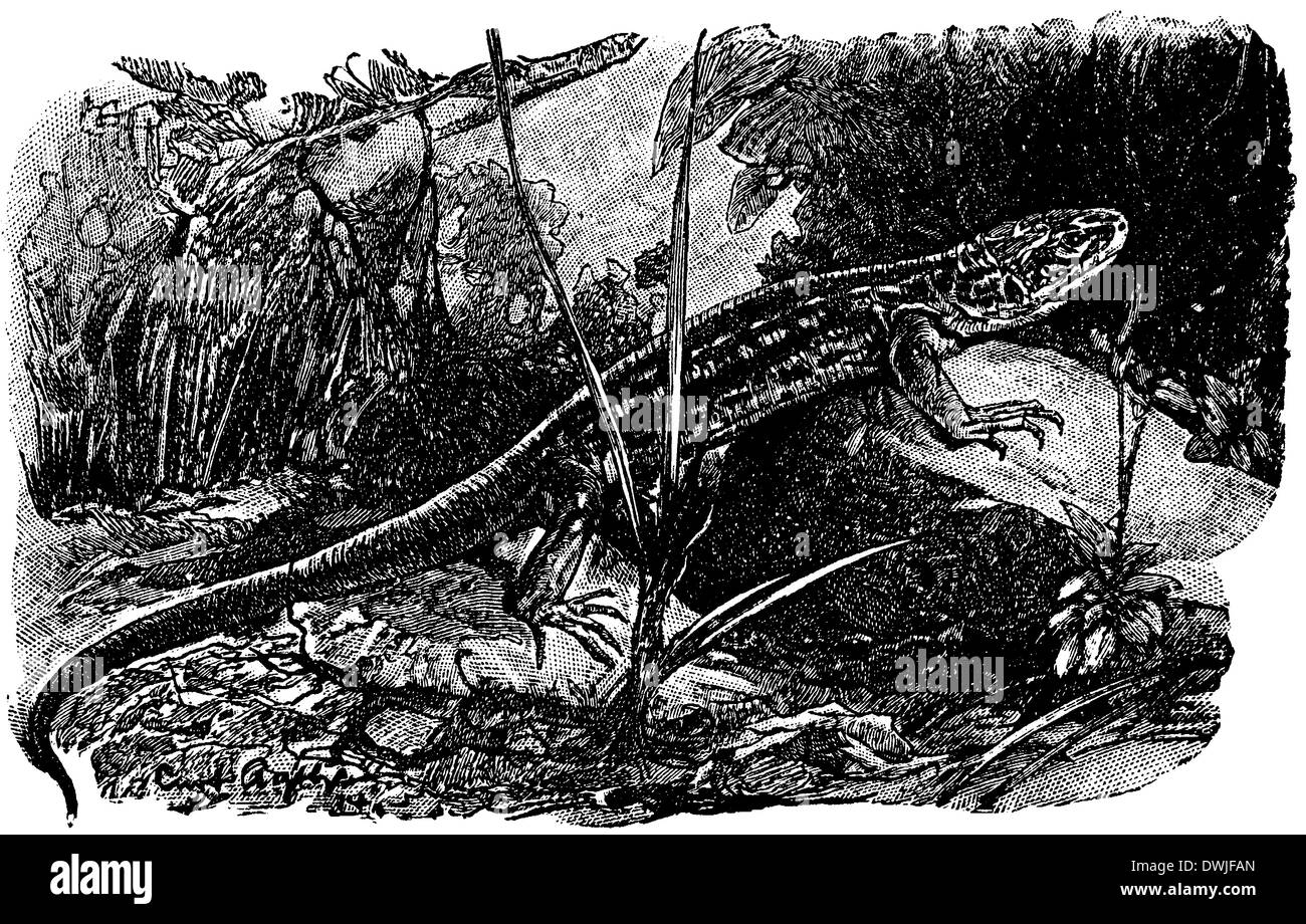 Old lizard Black and White Stock Photos & Images - Alamy