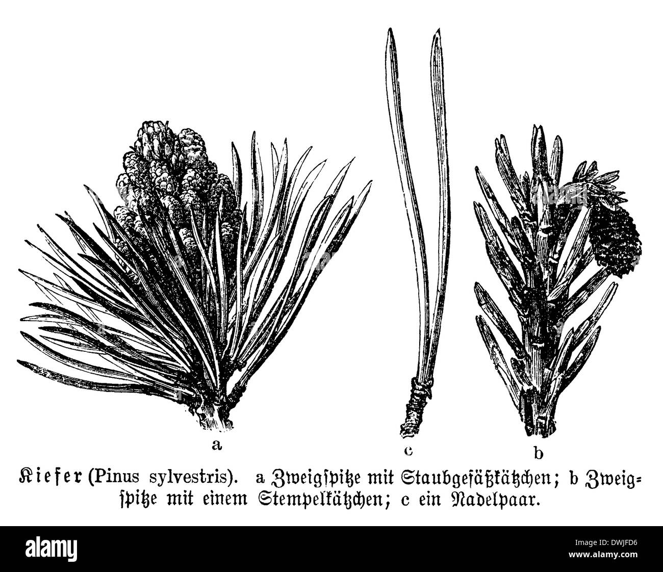 Plant pine Cut Out Stock Images & Pictures - Alamy