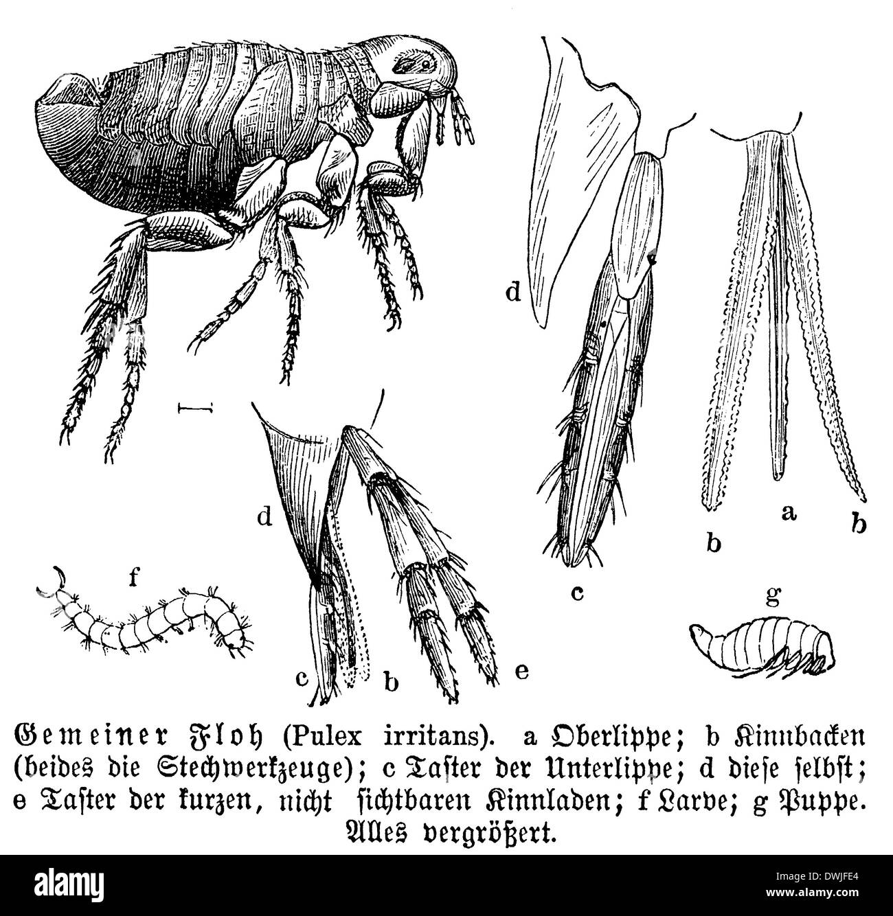 Flea illustration Black and White Stock Photos & Images - Alamy