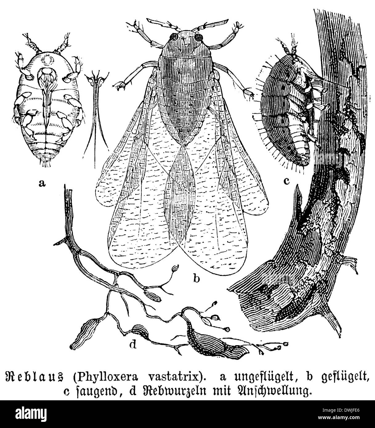 Phylloxera vastatrix hi-res stock photography and images - Alamy