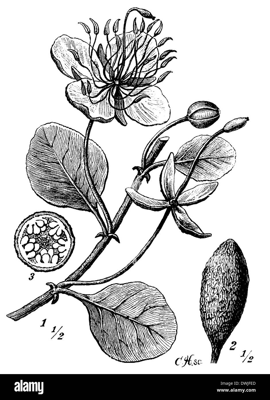 Caper plant capparis spinosa hi-res stock photography and images - Alamy