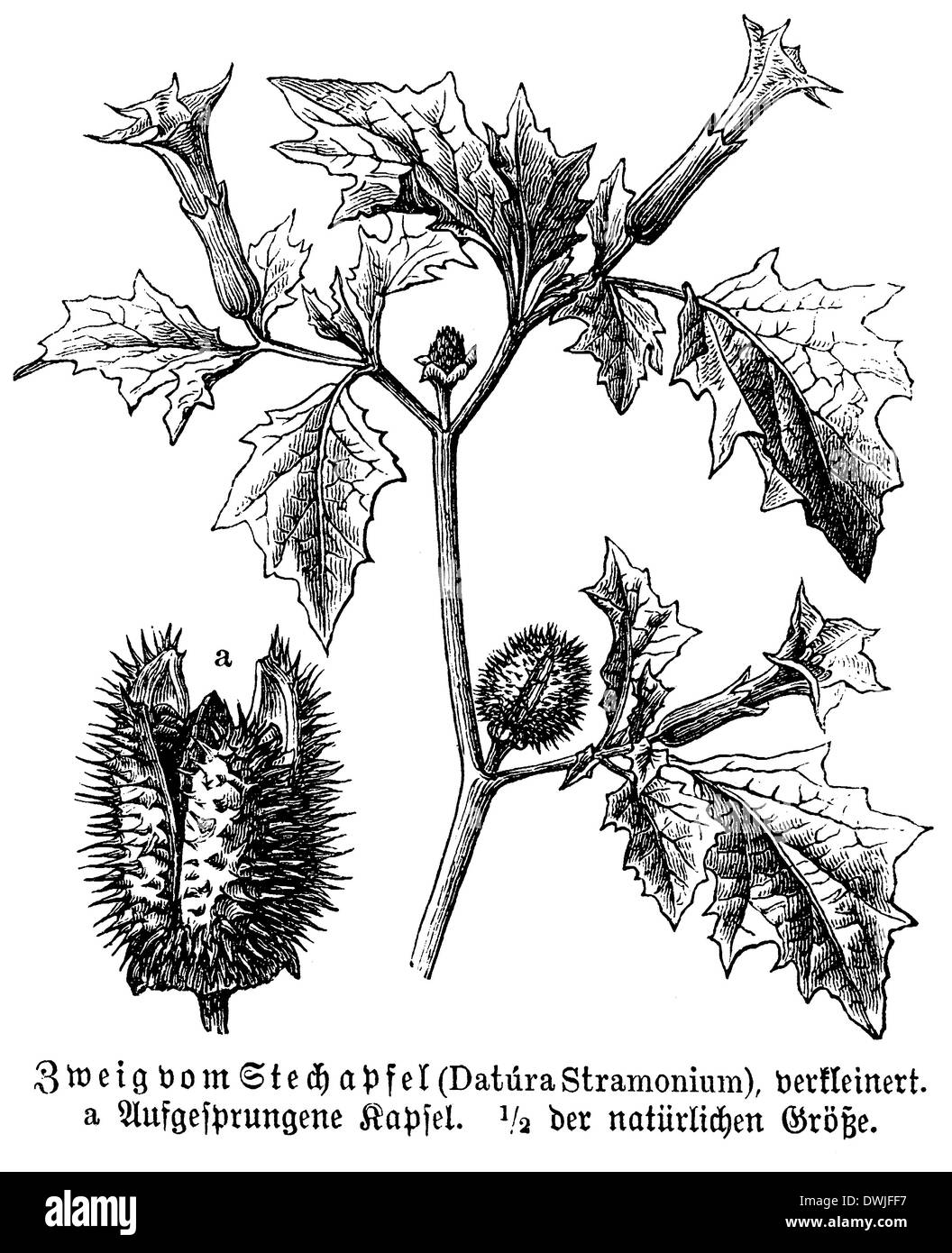 Datura stramonium Black and White Stock Photos & Images - Alamy