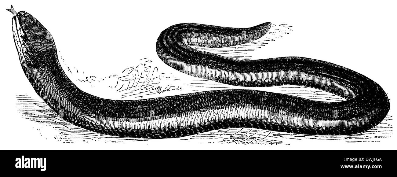 Blind worm, blindworm Stock Photo - Alamy