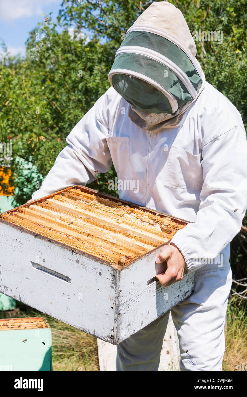 Beekeeper Carrying Honeycomb Crate At Apiary Stock Photo - Alamy