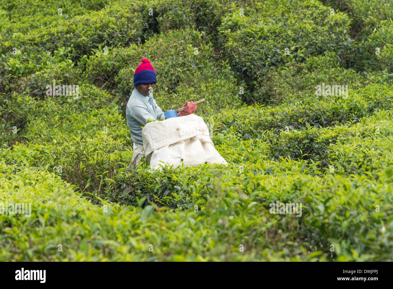 Harvesting tea in the Cameron Highlands Stock Photo - Alamy