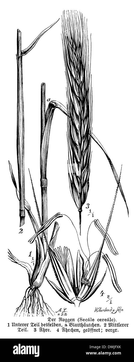 Rye botanical illustration Black and White Stock Photos & Images - Alamy