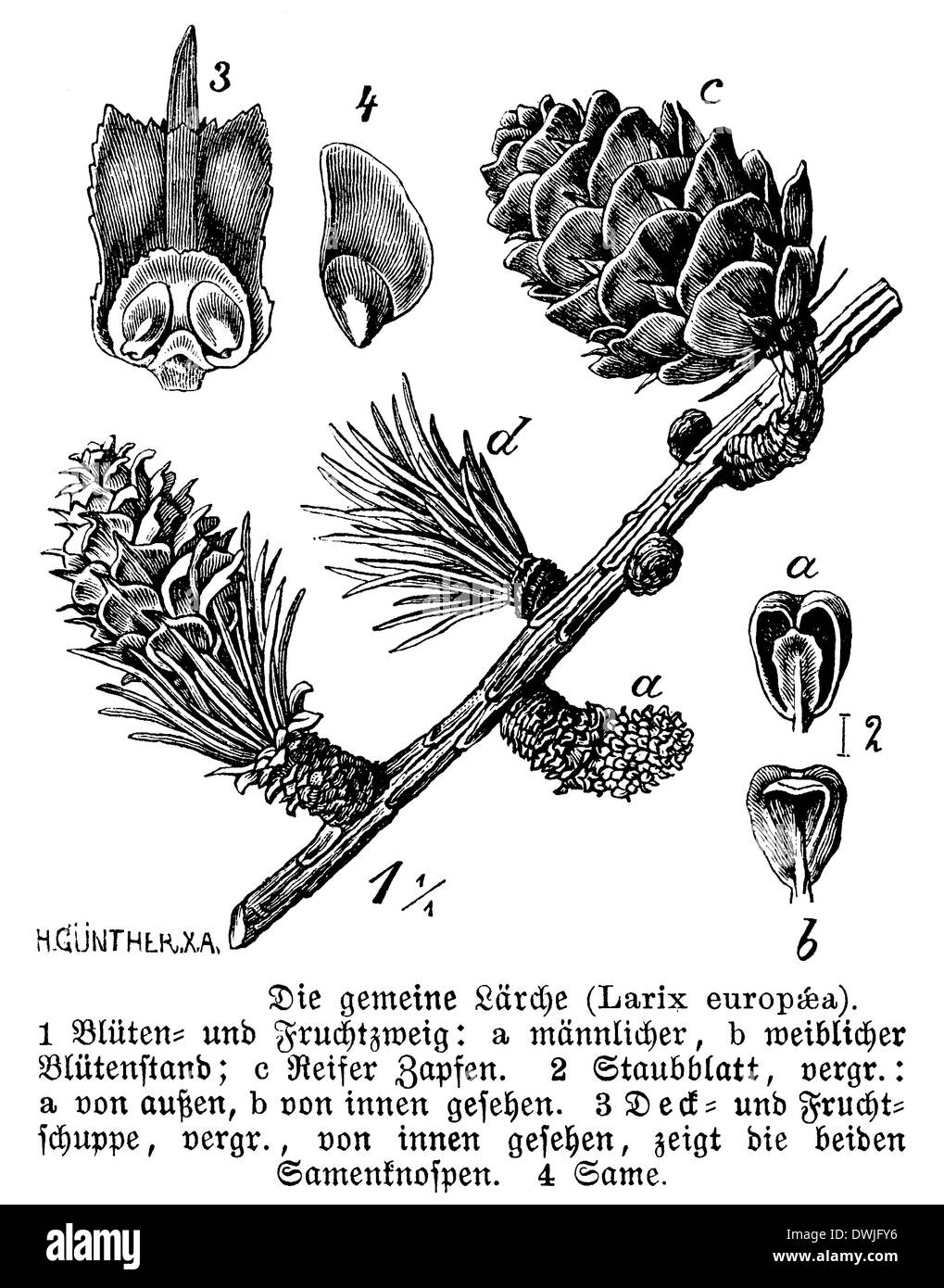 Larix europaea botanical illustration hi-res stock photography and ...