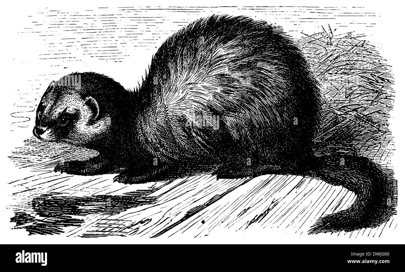 Polecat engraving hi-res stock photography and images - Alamy