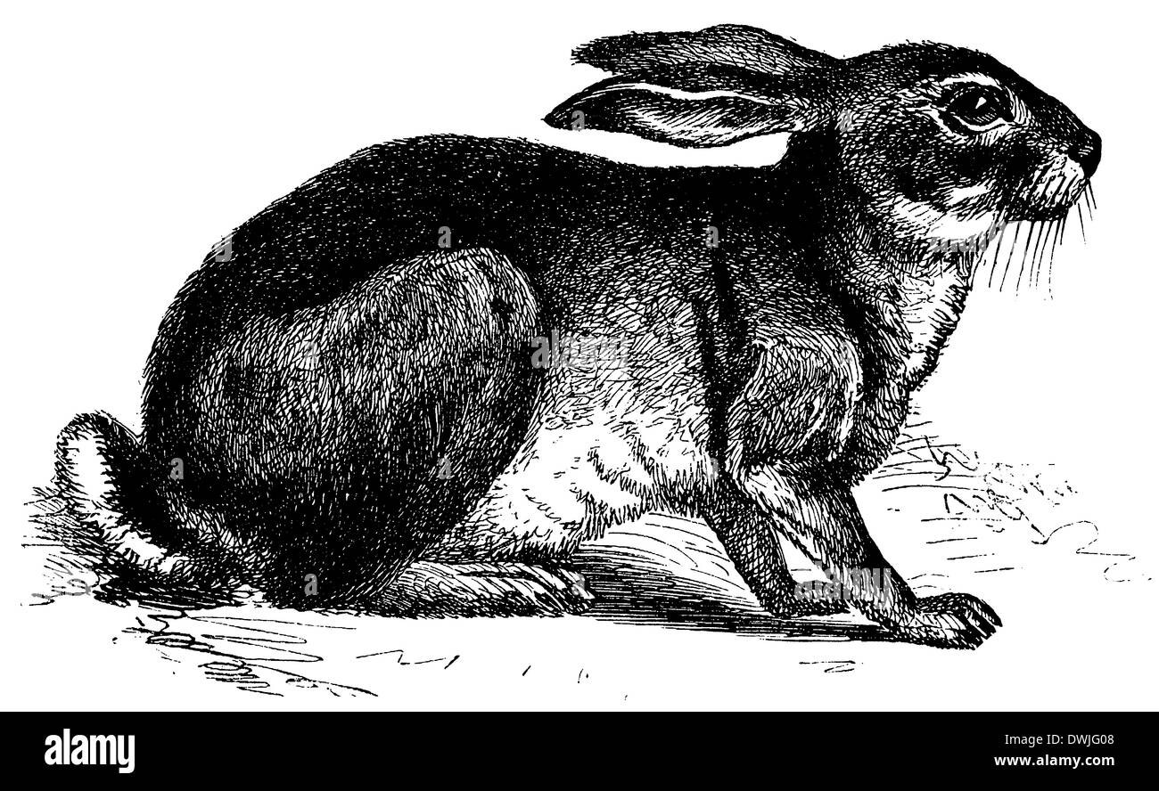 Hare drawing Cut Out Stock Images & Pictures - Alamy