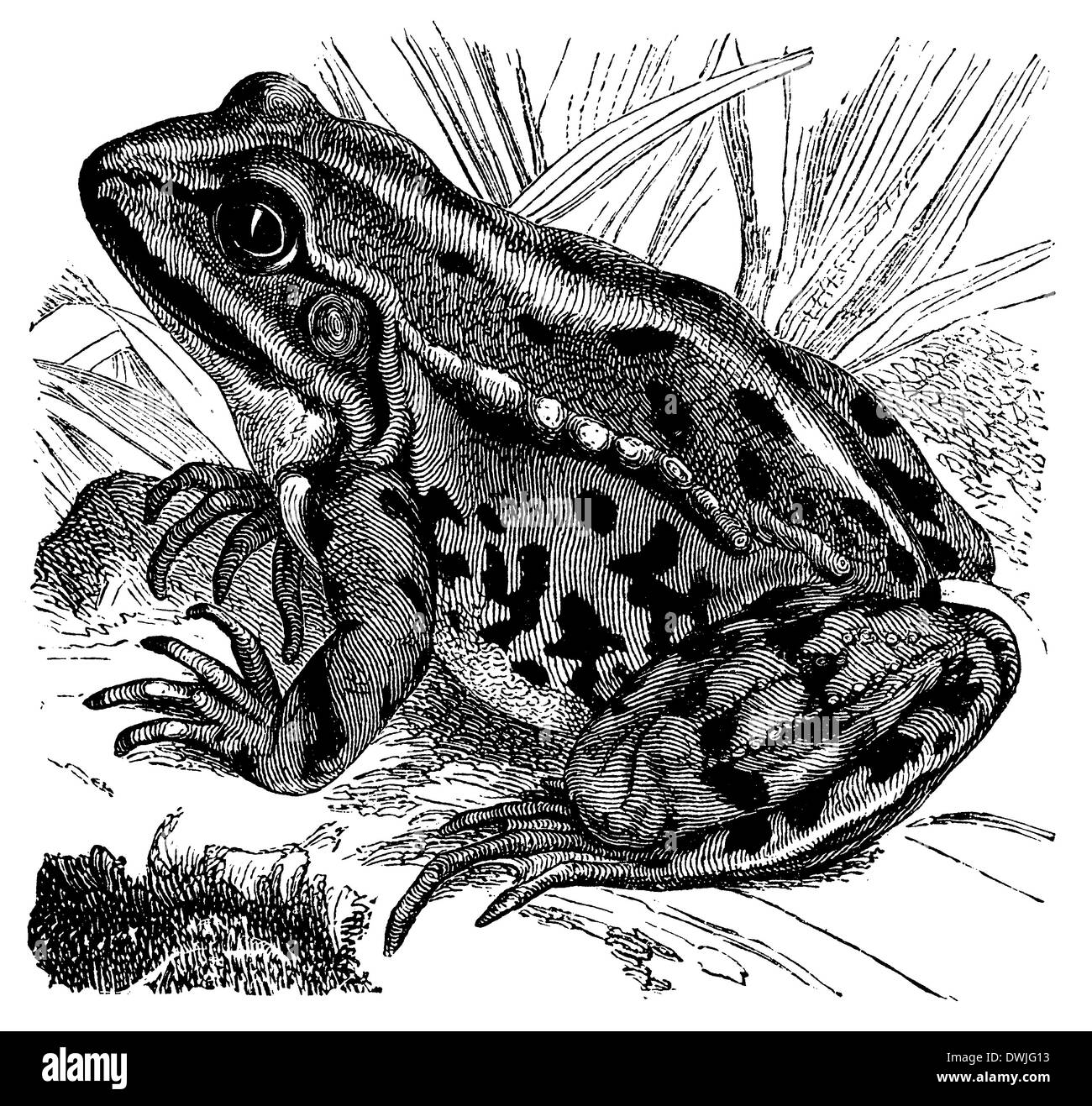 Frog amphibians Black and White Stock Photos & Images - Alamy