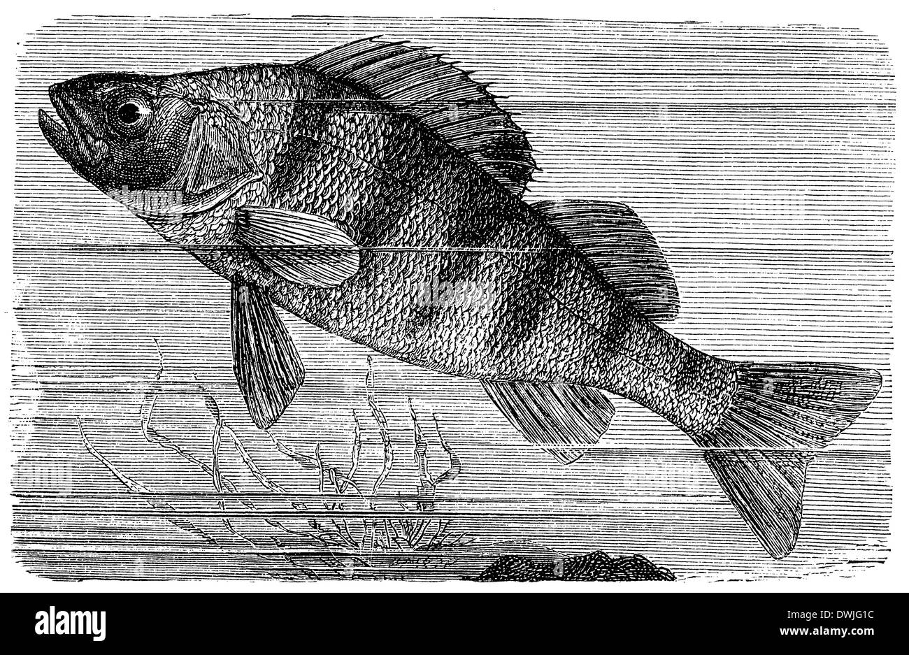 Perch illustration Black and White Stock Photos & Images - Alamy