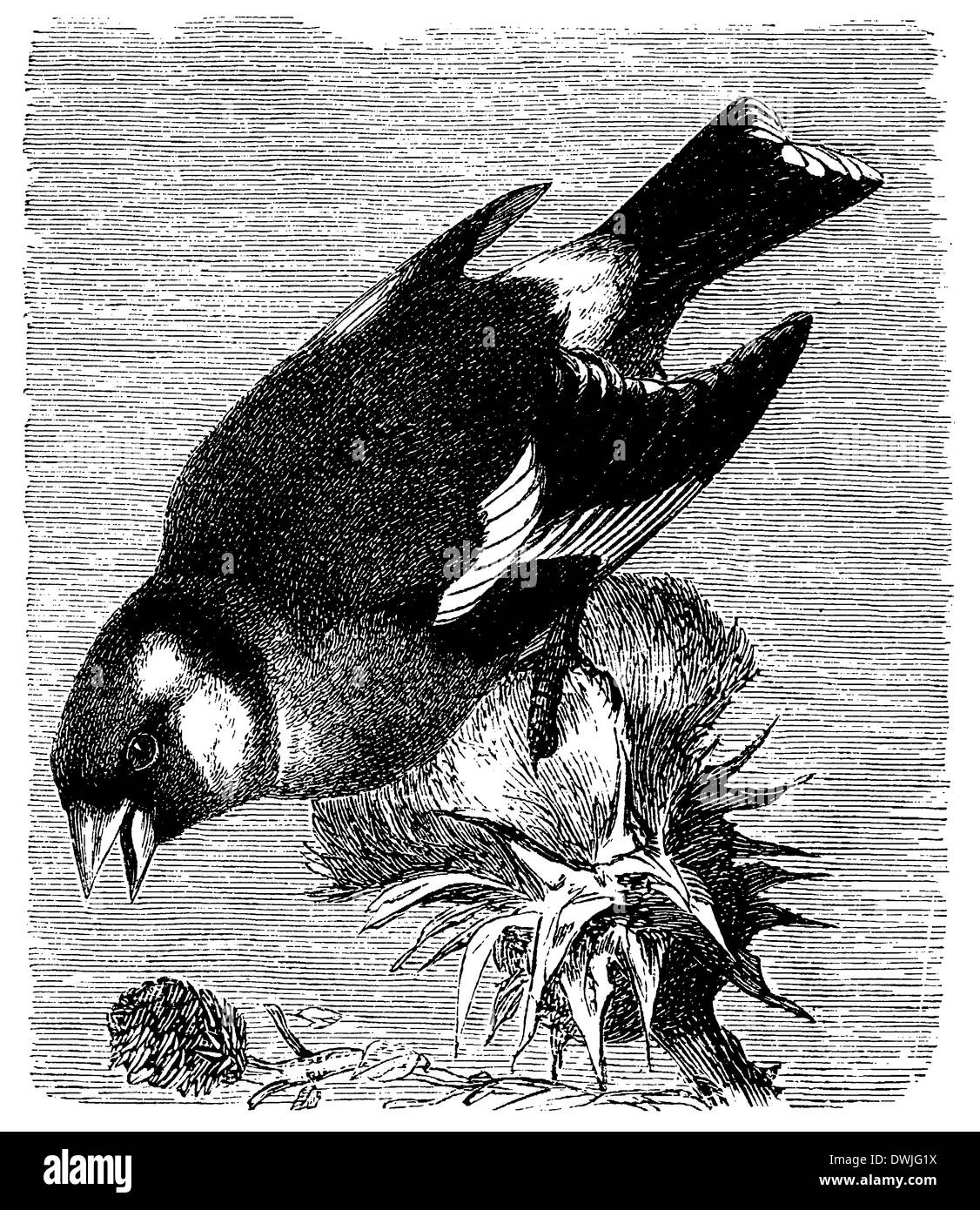 Goldfinch birds Black and White Stock Photos & Images - Alamy