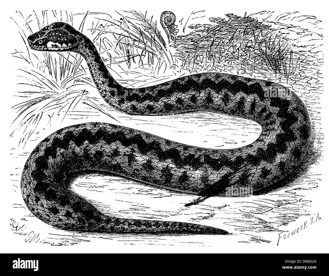 Common Viper Common Adder Cut Out Stock Images & Pictures - Alamy