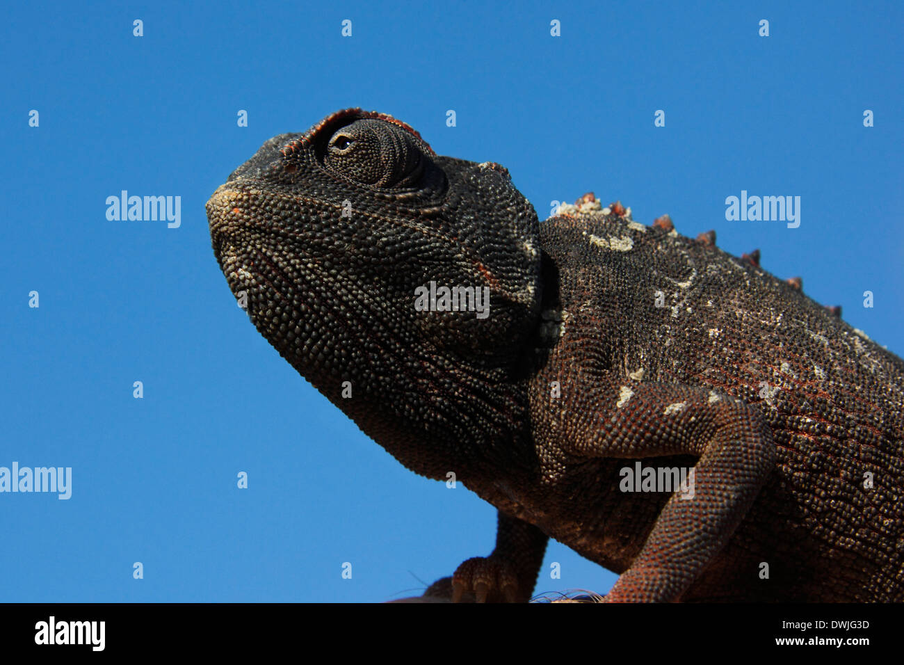 Namaqua chameleon in the Namib-Naukluft Desert in Namibia Stock Photo ...
