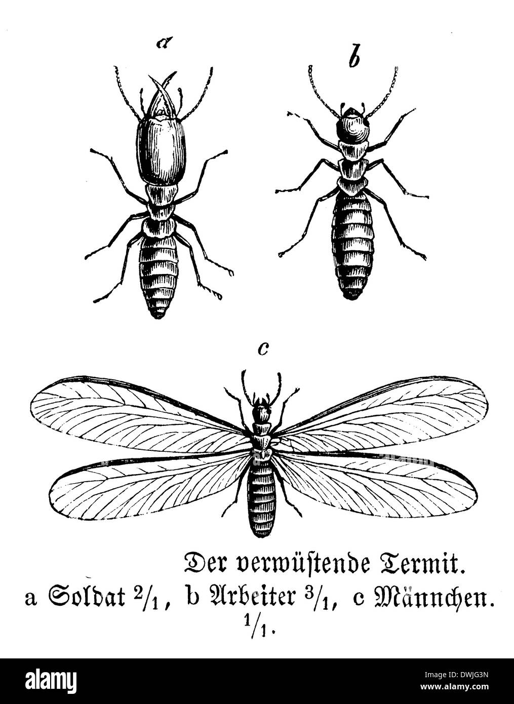 Termes termite hi-res stock photography and images - Alamy