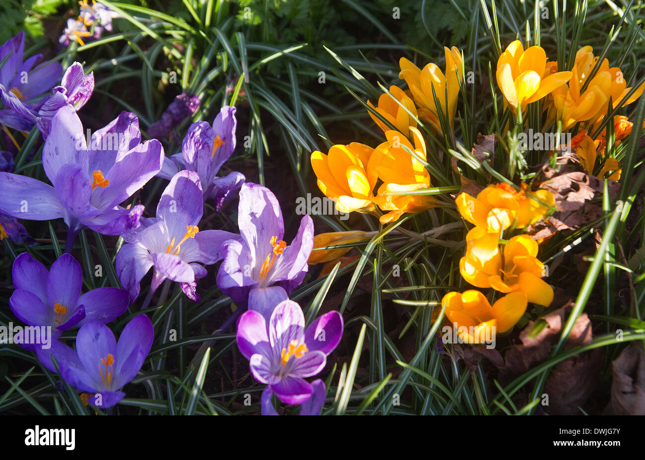 wild crocuses flowering in March Kent UK Stock Photo - Alamy