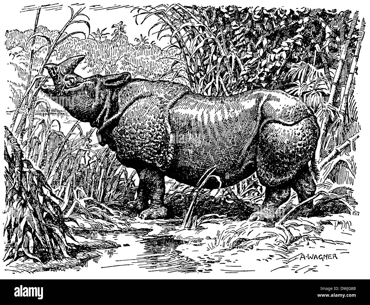 Indian rhinoceros Black and White Stock Photos & Images - Alamy