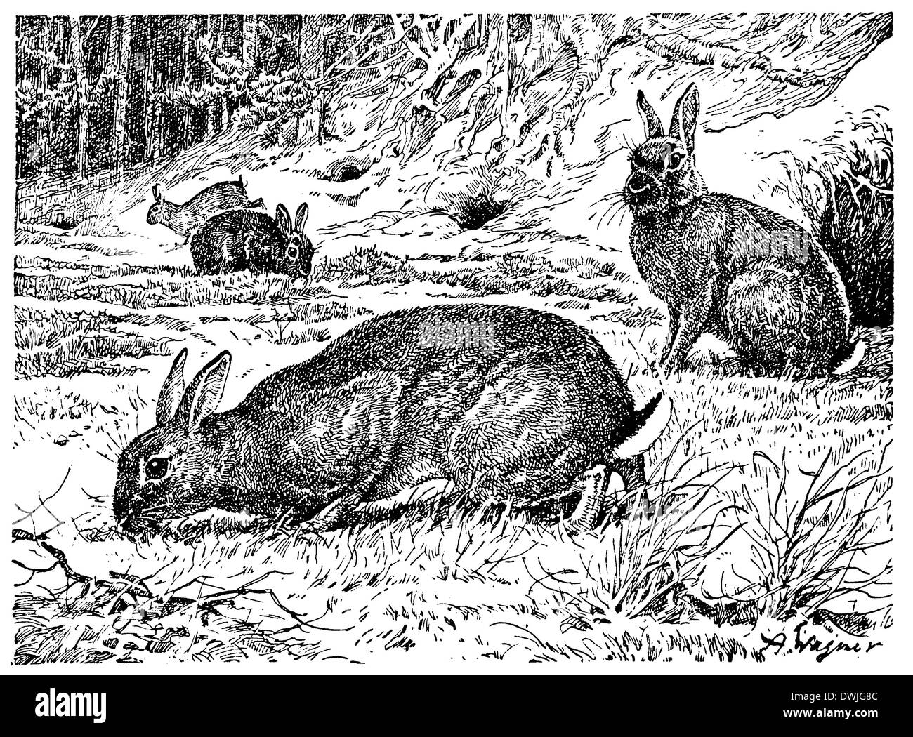 Drawing of the wild animals Black and White Stock Photos & Images - Alamy