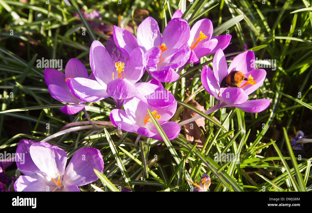 March flowering plants hi-res stock photography and images - Alamy