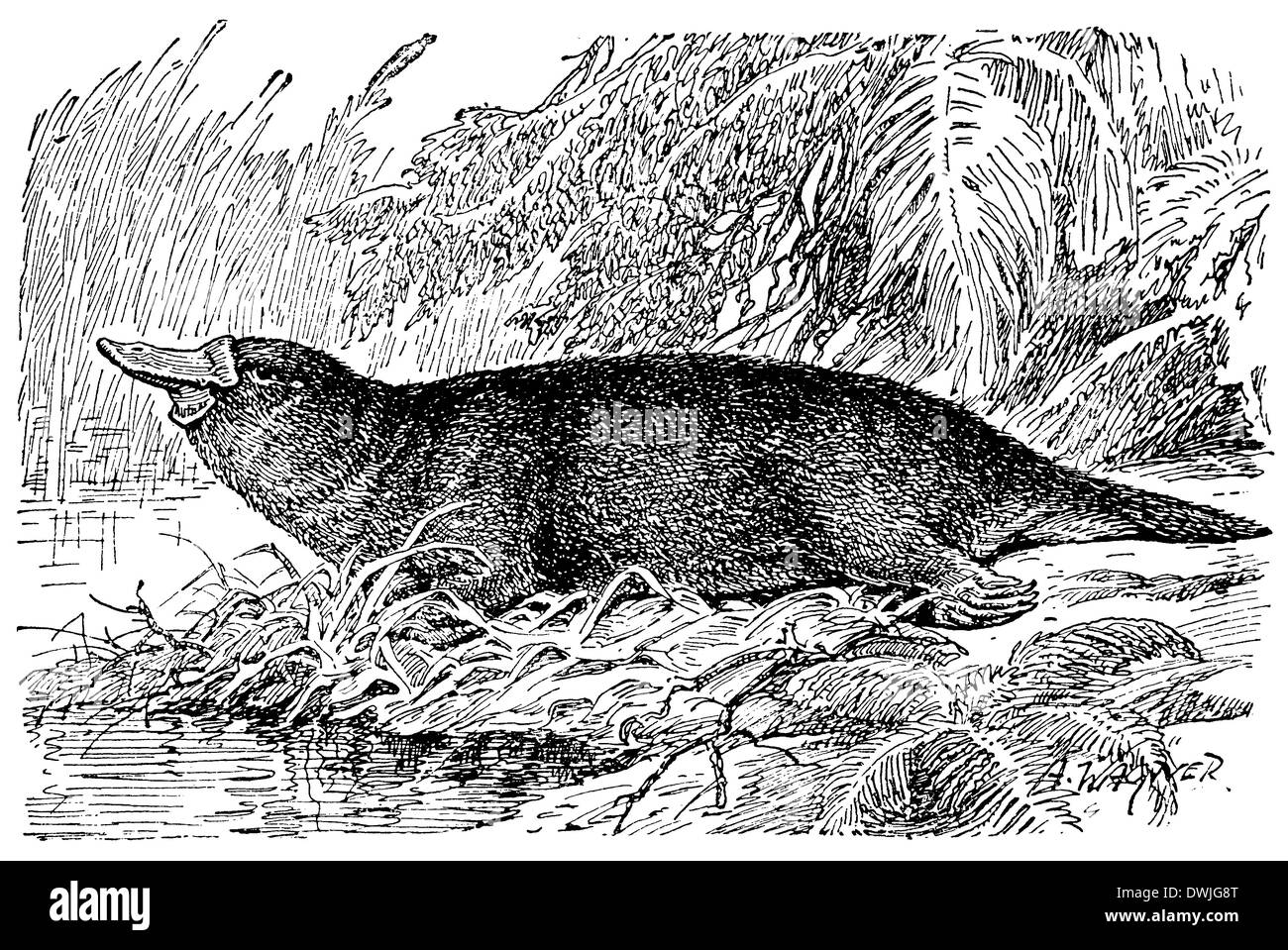 Duckbill hi-res stock photography and images - Alamy