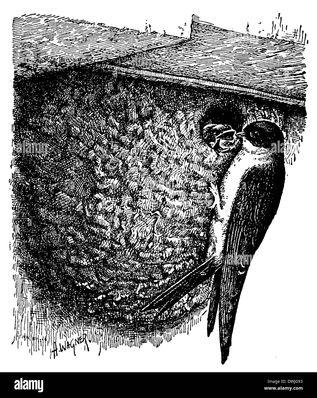 Martin bird black and white hi-res stock photography and images - Alamy