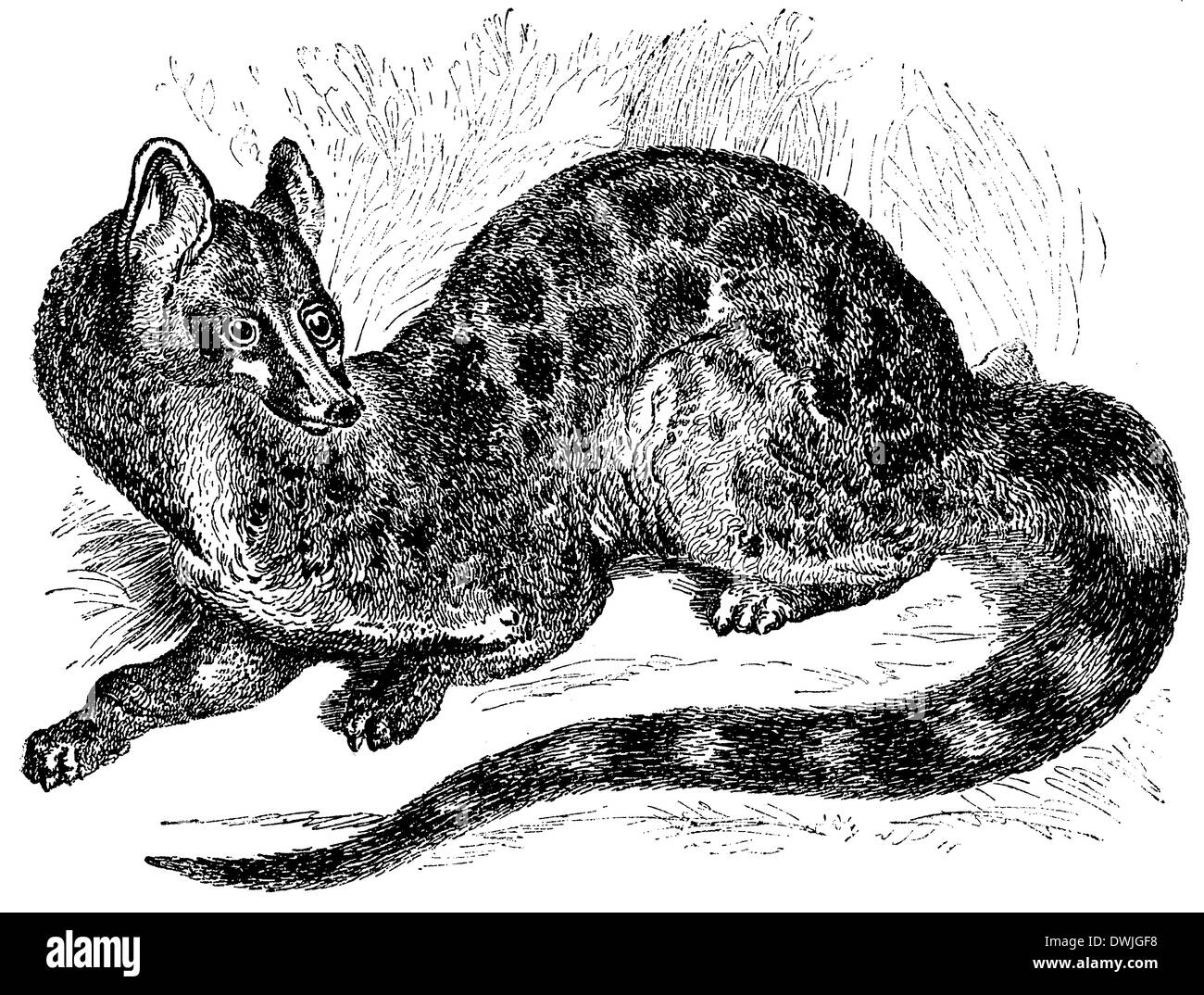 Genetta vulgaris hi-res stock photography and images - Alamy