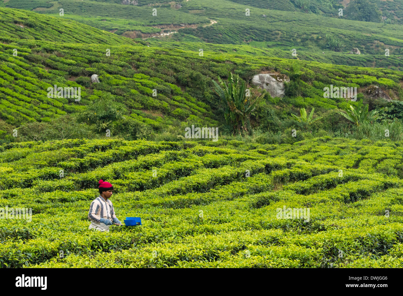 Tea picking cameron highlands malaysia hi-res stock photography and ...