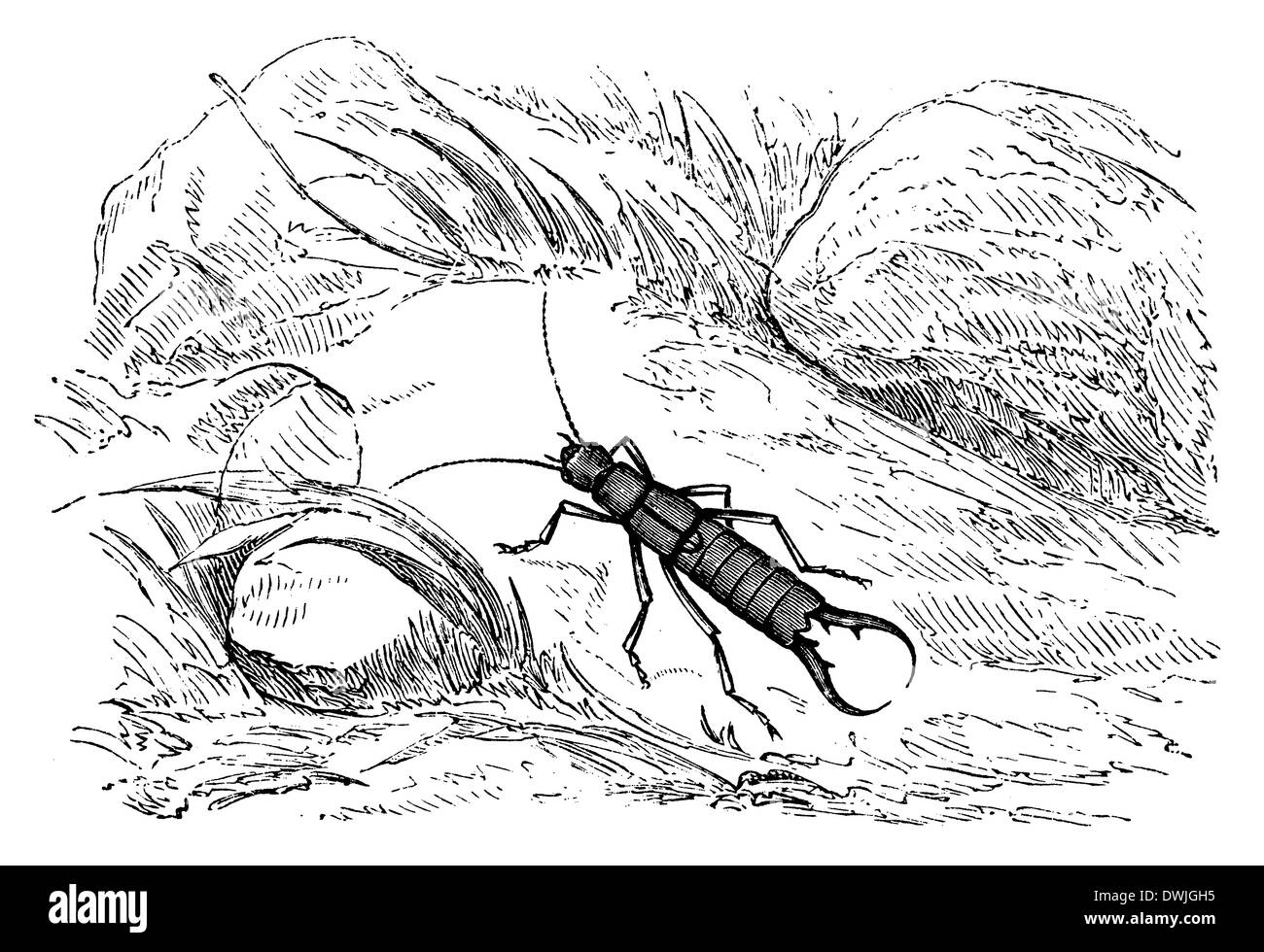 Earwig Cut Out Stock Images & Pictures - Alamy