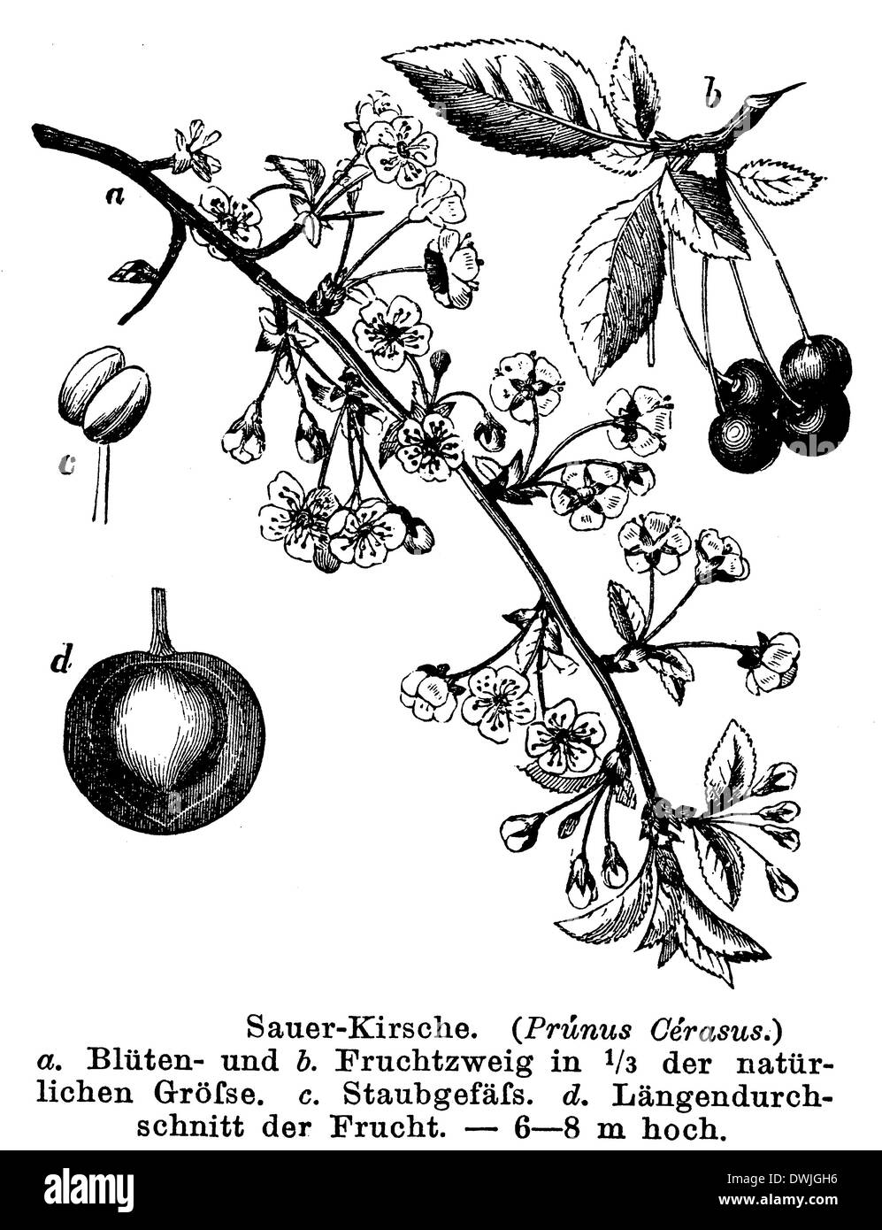 Prunus cerasus ‘morello’ hi-res stock photography and images - Alamy