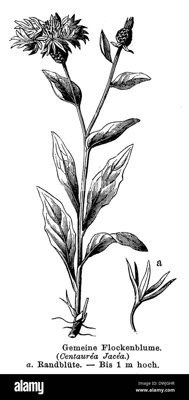 Botanical illustration knapweed Black and White Stock Photos & Images ...